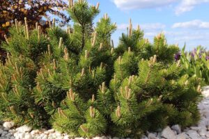 27 of the Best Xerophytes to Grow in a Water-Wise Garden