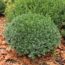 How to Grow and Care for Yaupon Holly | Gardener’s Path
