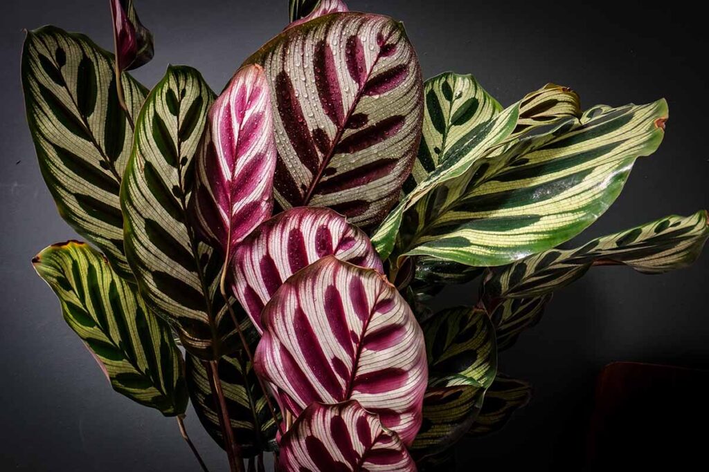 How to Grow and Care for Calathea Peacock Plants | Gardener’s Path