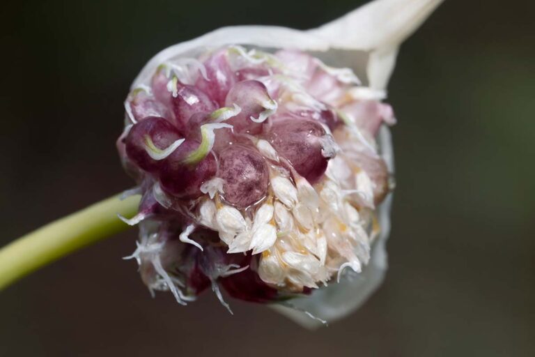 How to Propagate Garlic from Bulbils | Gardener’s Path