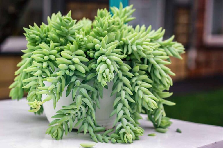 How to Grow and Care for Donkey’s Tail Succulents | Gardener’s Path