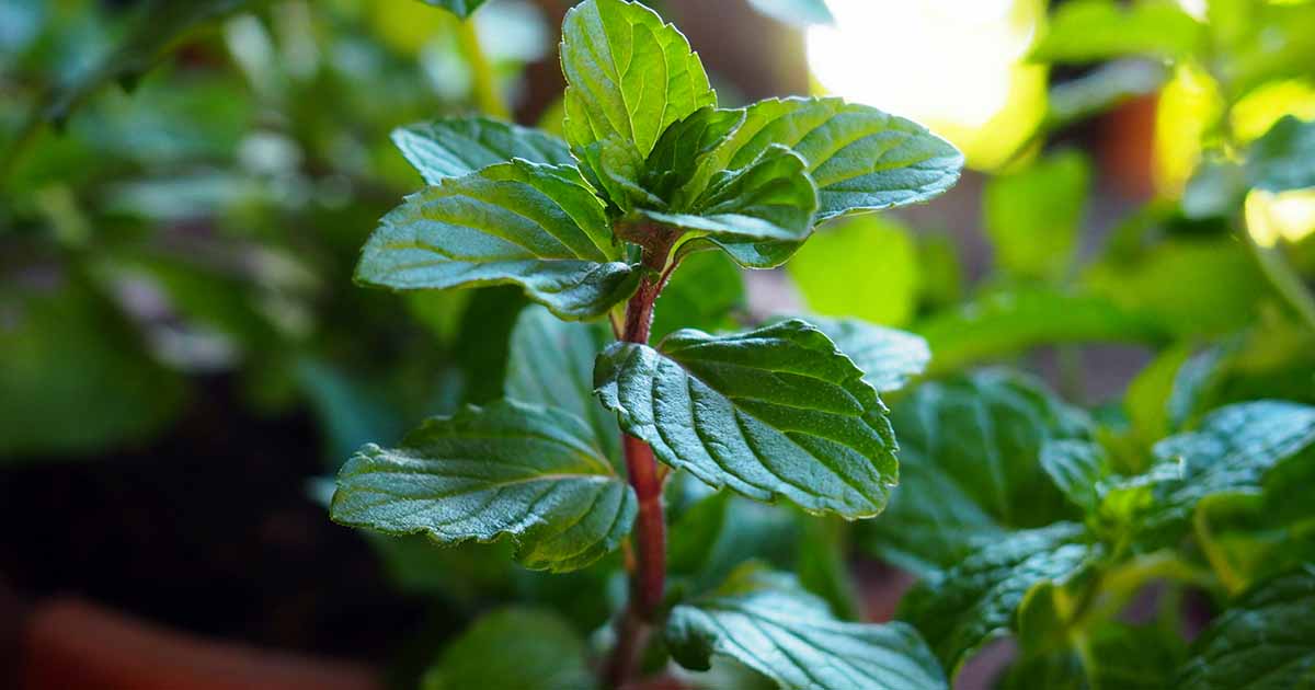 Tips For Growing Mint Indoors Gardener s Path