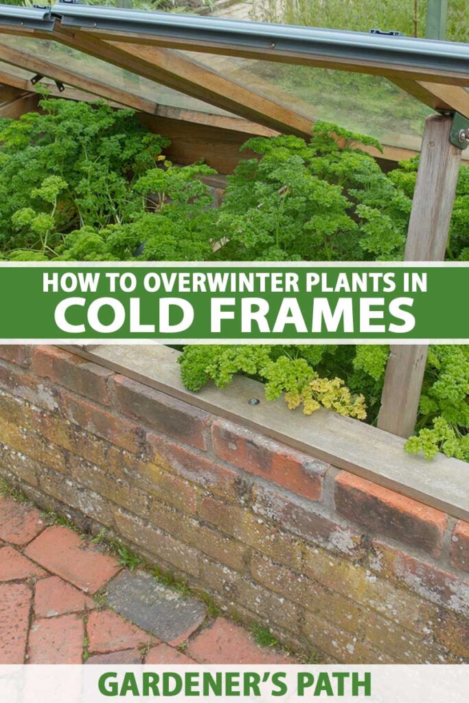 How to Overwinter Plants in a Cold Frame | Gardener’s Path