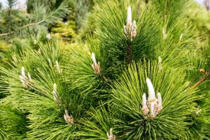 13 of the Best Companion Plants for Japanese Maple Trees