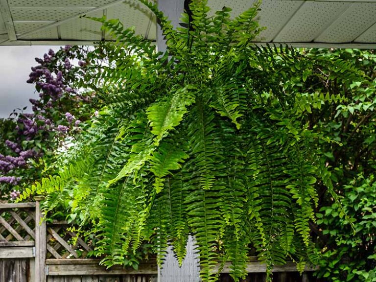 How to Care for Boston Ferns in Winter | Gardener’s Path