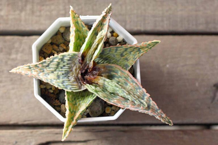 How to Identify and Control Mites on Succulents | Gardener’s Path
