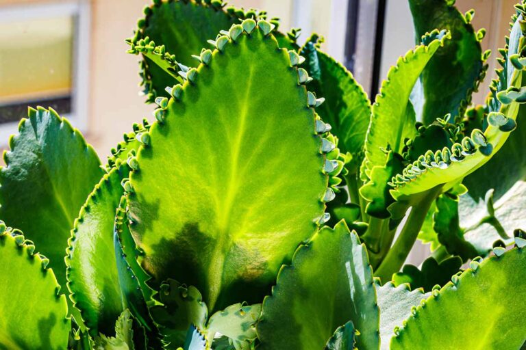 How to Grow and Care for Kalanchoe | Gardener’s Path