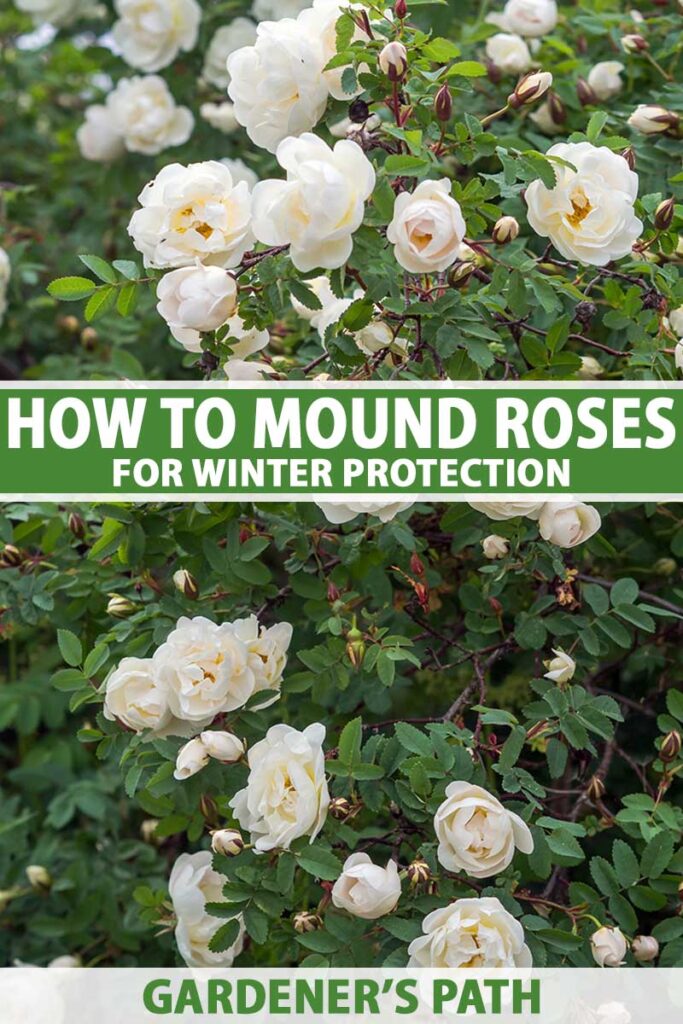 How to and When to Mound Roses for Winter Protection | Gardener’s Path