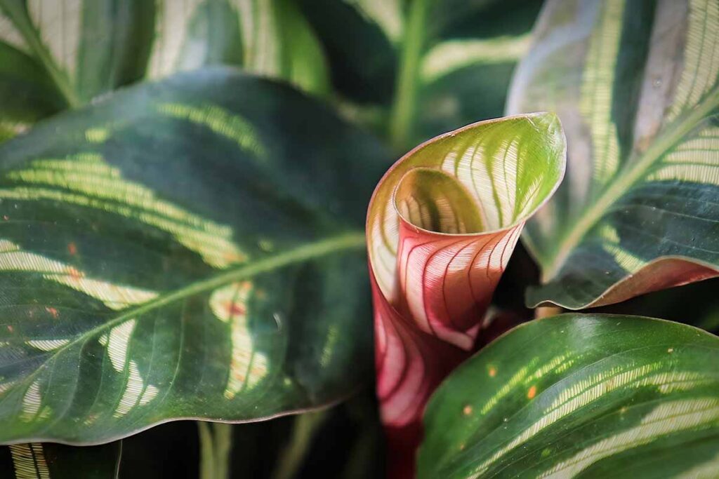 How to Grow and Care for Calathea Peacock Plants | Gardener’s Path