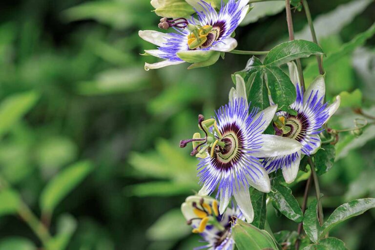 How to Overwinter Passionflower Vines Inside or Outdoors