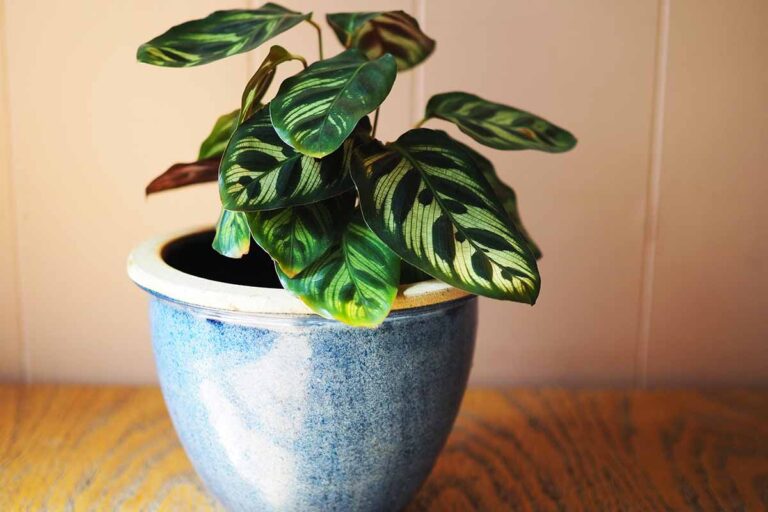 How to Grow and Care for Calathea Peacock Plants | Gardener’s Path
