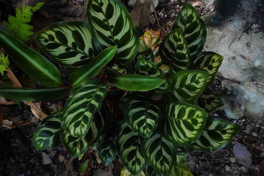 How to Grow and Care for Calathea Peacock Plants | Gardener’s Path