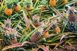How to Grow and Care for Bromeliads Indoors | Gardener’s Path