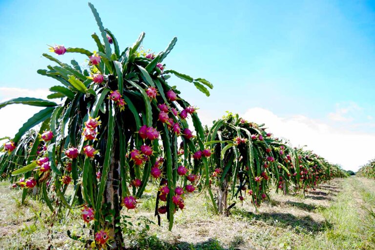 How To Grow Your Own Dragon Fruit Pitaya Gardener S Path