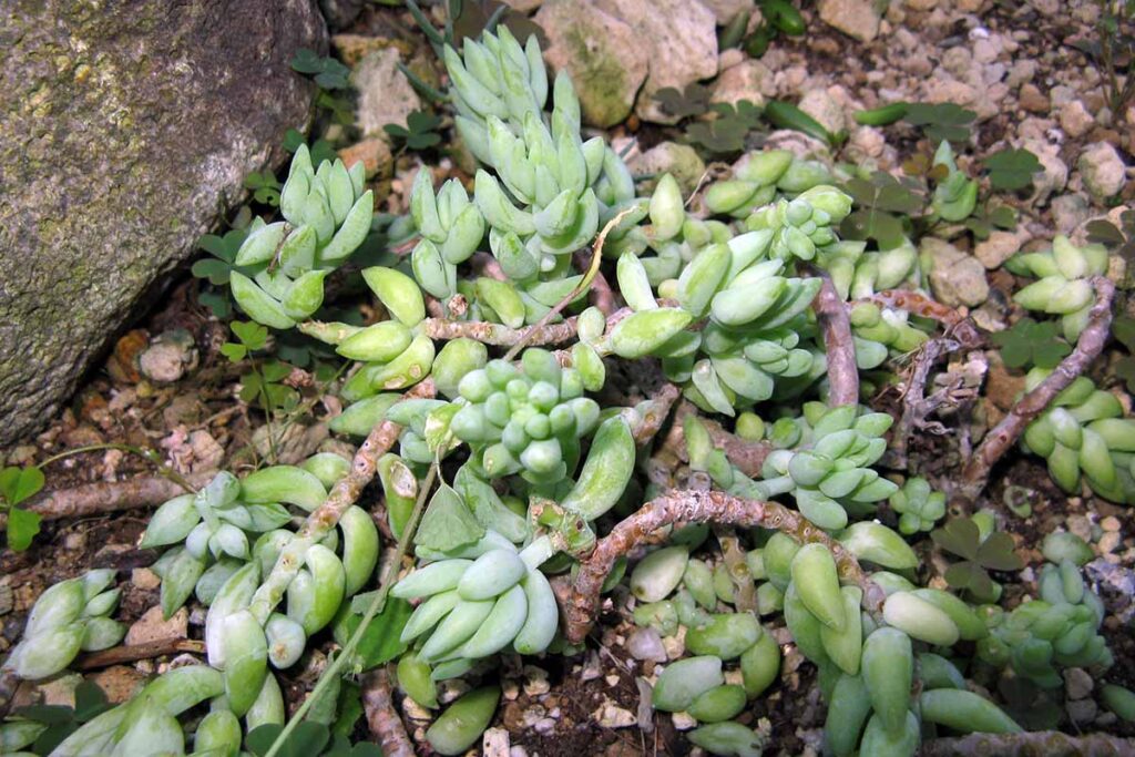 How to Grow and Care for Donkey’s Tail Succulents | Gardener’s Path
