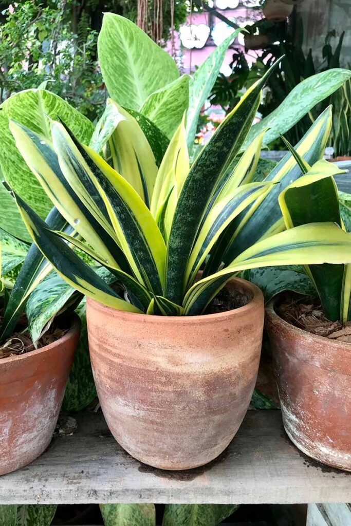 What Are the Different Types of Snake Plants? | Gardener’s Path