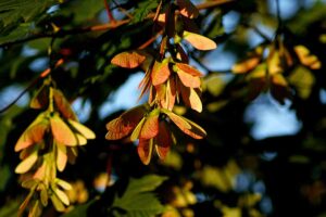 How to Grow and Care for Sugar Maple Trees | Gardener’s Path