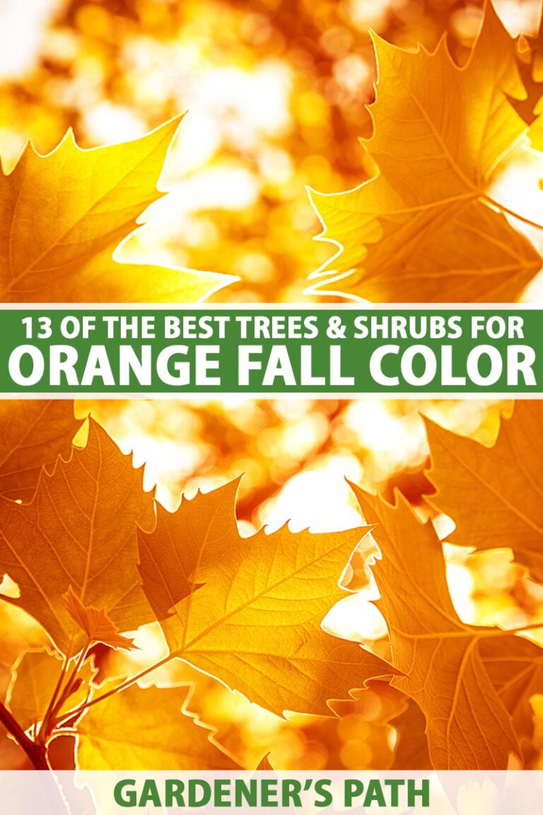 13 of the Best Trees and Shrubs for Orange Fall Color | Gardener’s Path