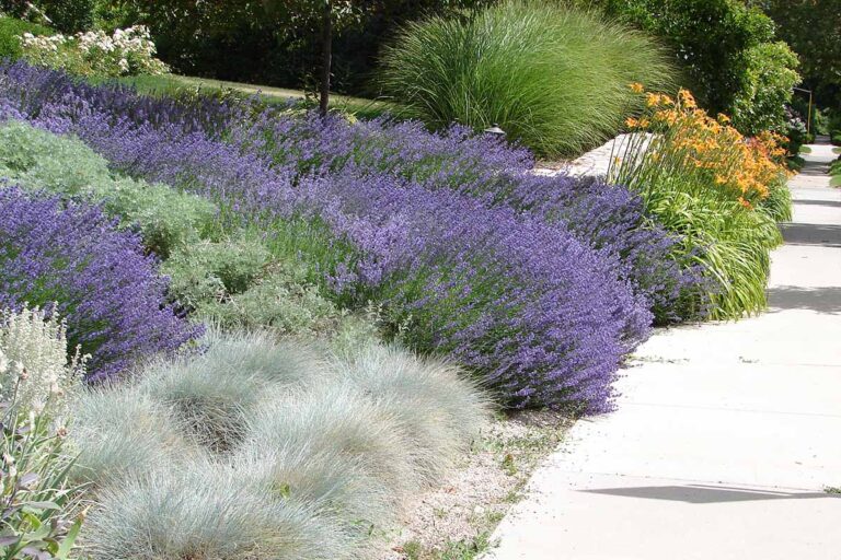 What Is Xerophytic Garden Design? | Gardener’s Path