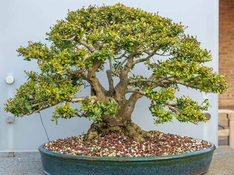 How to Grow and Care for Yaupon Holly | Gardener’s Path