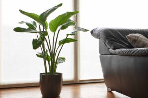 The Best Tall Houseplants: 25 Tree-Like Plants to Grow Indoors