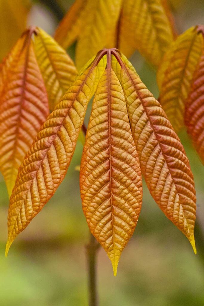 15 of the Best Woody Shrubs for Fall Color | Gardener's Path
