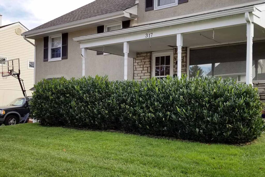 The Best Evergreen Shrubs for Your Garden | Gardener’s Path