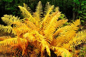 How to Grow and Care for Cinnamon Ferns | Gardener’s Path