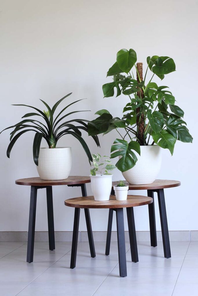 How to Grow and Care for Clivia Houseplants | Gardener’s Path
