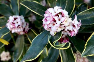 How to Grow and Care for Winter Daphne | Gardener’s Path