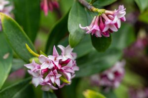 How to Grow and Care for Winter Daphne | Gardener’s Path