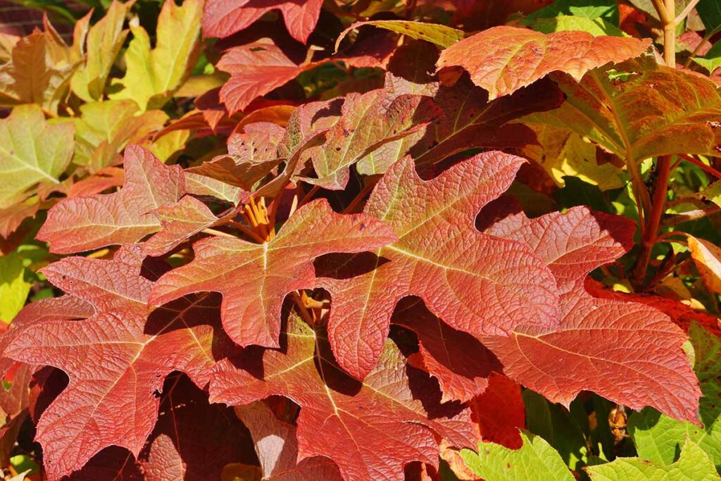 15 of the Best Woody Shrubs for Fall Color | Gardener's Path