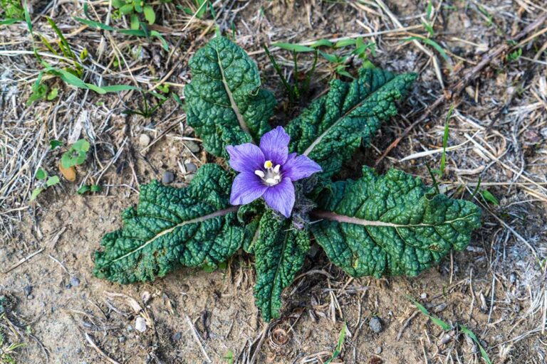 How to Grow Mandrake | Gardener’s Path