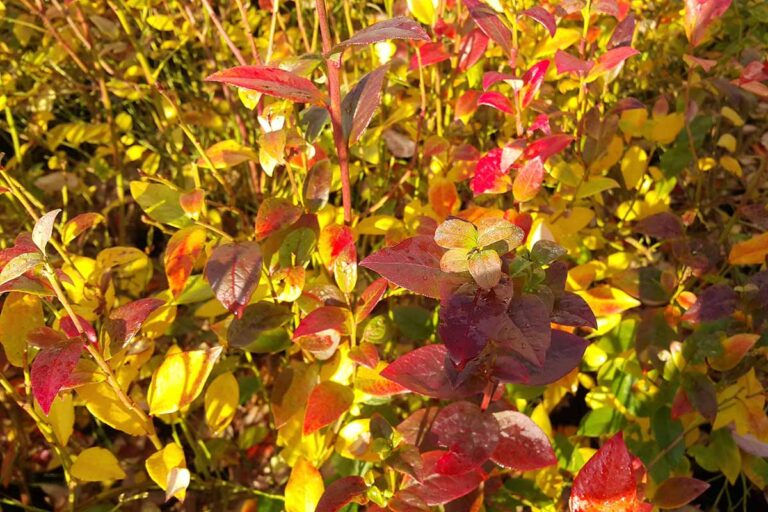 15 of the Best Woody Shrubs for Fall Color | Gardener's Path