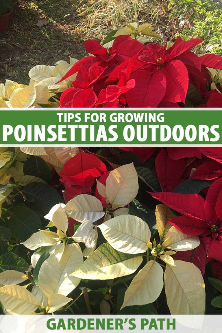 Tips for Growing Poinsettias Outdoors | Gardener’s Path