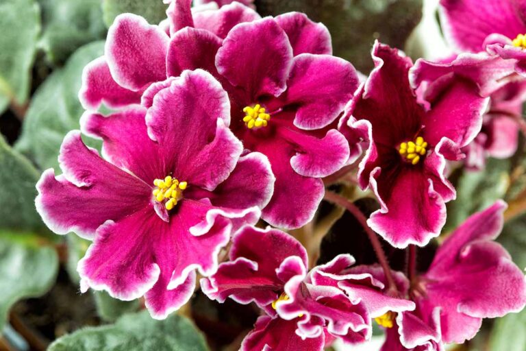 How to Grow and Care For African Violets | Gardener’s Path