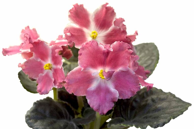 How to Grow and Care For African Violets | Gardener’s Path