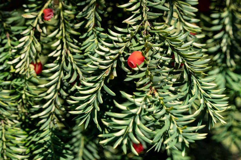 How to Grow and Care for Yew Trees and Shrubs | Gardener’s Path