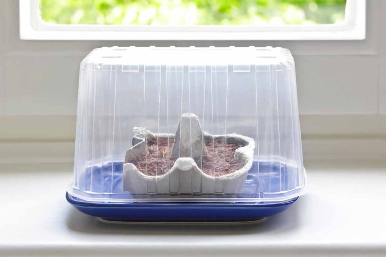 How to Create a Mini Indoor Greenhouse Garden | Gardener’s Path