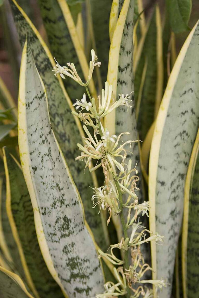 How to Encourage Indoor Snake Plants to Bloom | Gardener’s Path