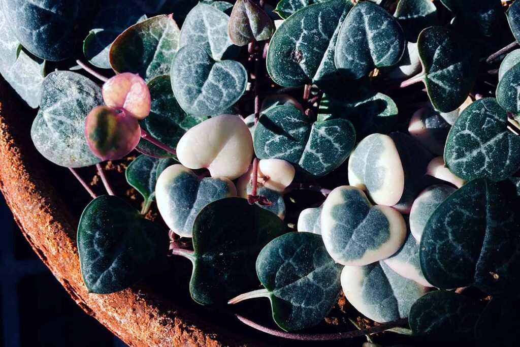 How to Grow and Care for String of Hearts | Gardener’s Path