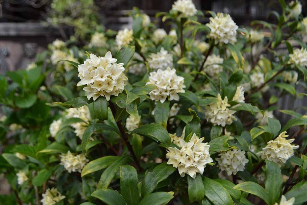 How to Grow and Care for Winter Daphne | Gardener’s Path