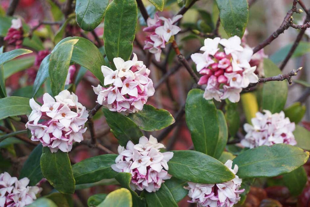 How to Grow and Care for Winter Daphne | Gardener’s Path