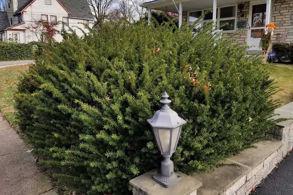 The Best Evergreen Shrubs for Your Garden | Gardener’s Path