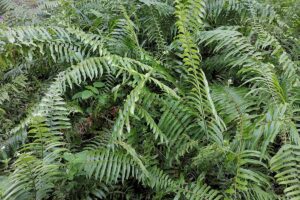 How to Grow and Care for Christmas Ferns | Gardener’s Path