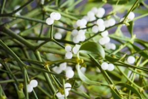 How to Control Invasive Mistletoe | Gardener’s Path