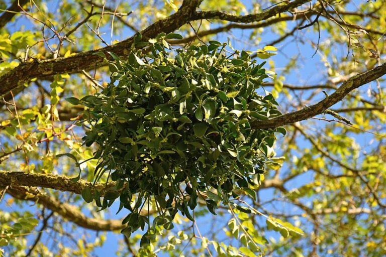 How to Control Invasive Mistletoe | Gardener’s Path