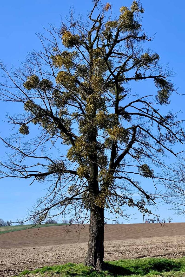 How to Control Invasive Mistletoe | Gardener’s Path