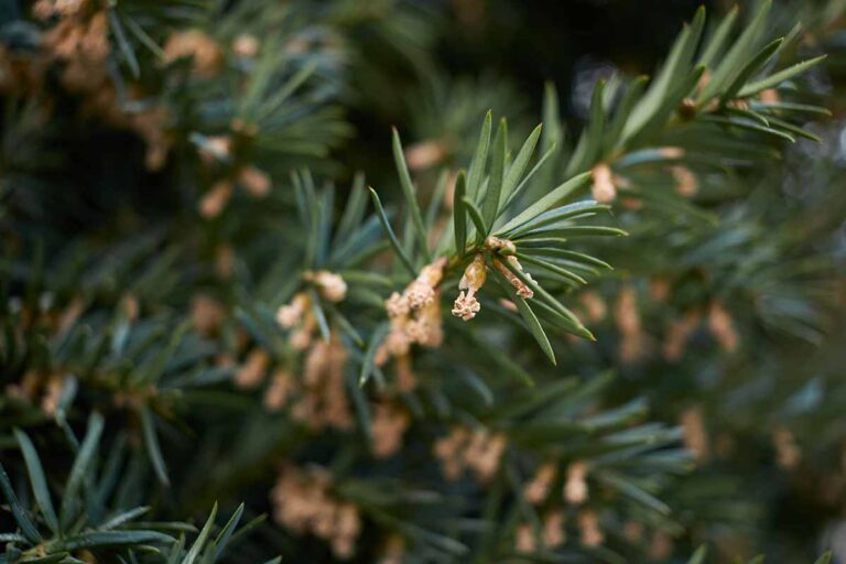 How to Manage Winter Damage in Yews | Gardener’s Path