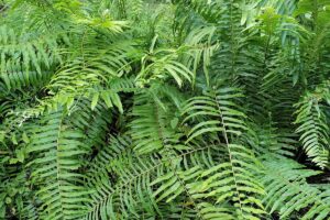 How to Grow and Care for Christmas Ferns | Gardener’s Path